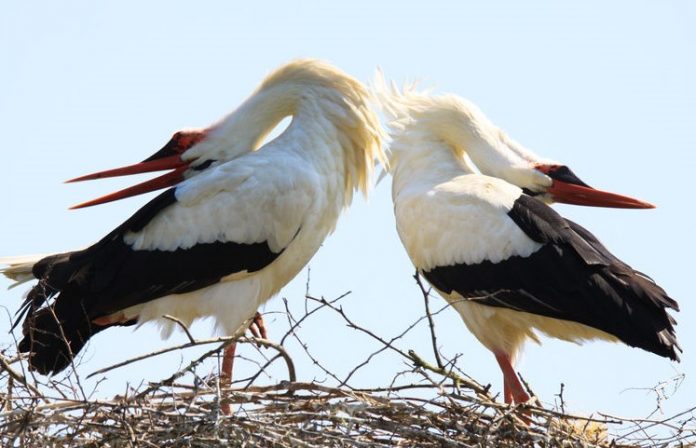 Bajka o bocianach - dlaczego tak kochają Holandię? | Bajki Zasypianki